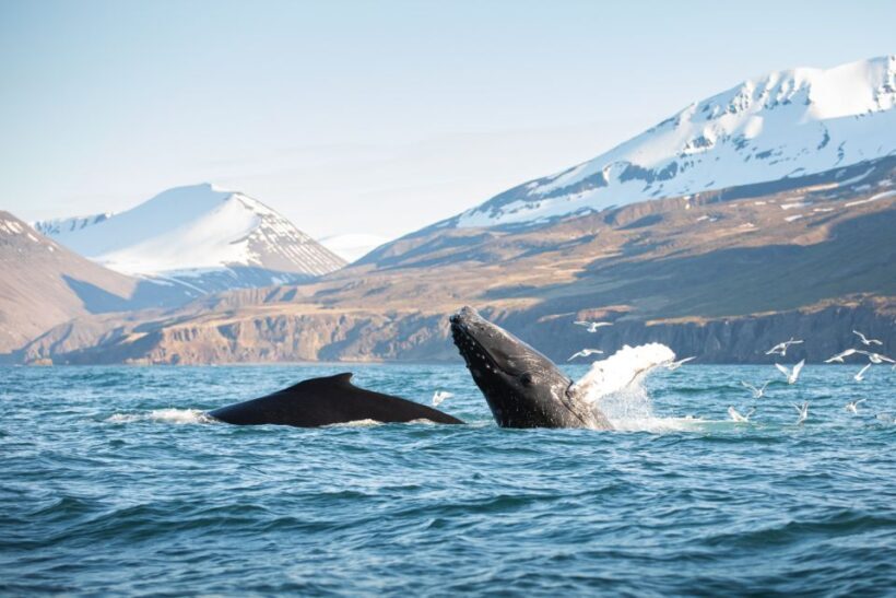 Húsavík: Whale-Watching Cruise and Puffins Guided Tour - A Closer Look at the Húsavík Whale and Puffin Tour