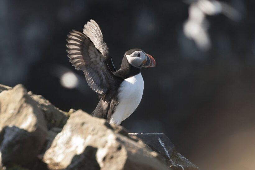 Húsavík: Whale-Watching Cruise and Puffins Guided Tour - FAQs