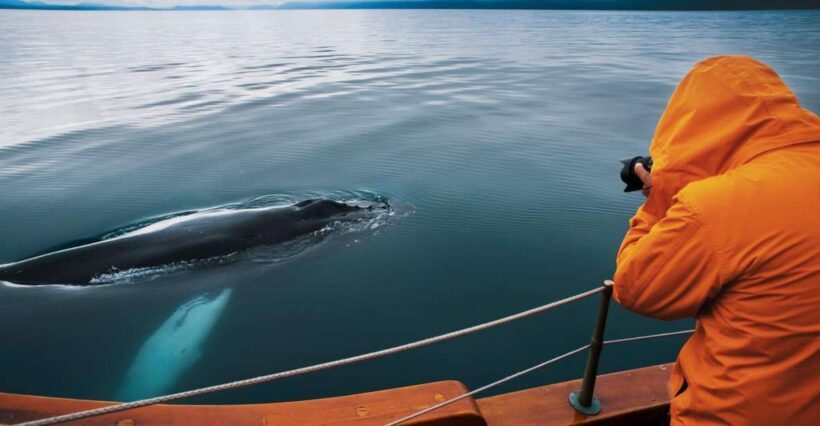 Husavik: Whale Watching on a Carbon Neutral Oak Boat - Introduction to the Experience