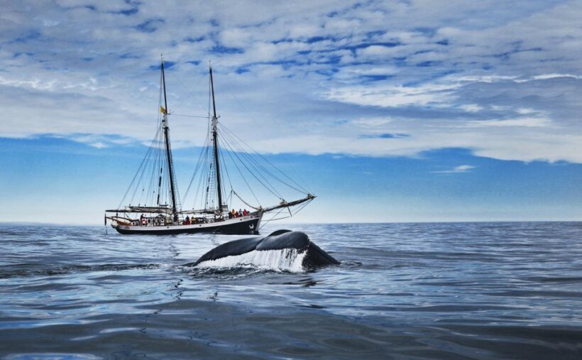 Husavik: Whale Watching on a Carbon Neutral Oak Boat - The Value of a 3-Hour Eco-Friendly Whale Watching Tour
