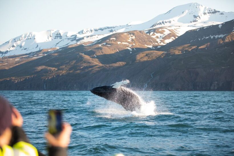 Husavik: Whale Watching on a Carbon Neutral Oak Boat - Authenticity and Reviews