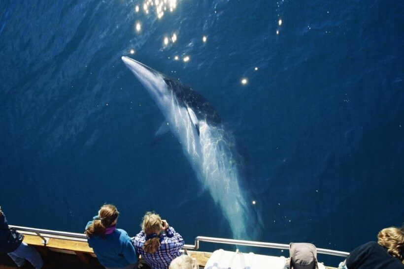 Husavik: Whale Watching on a Carbon Neutral Oak Boat - Who Should Consider This Tour?