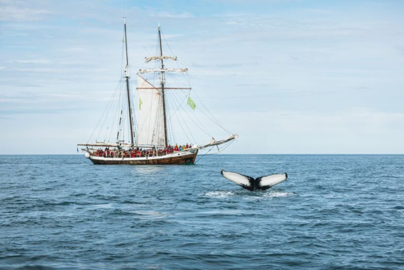 Husavik: Whale Watching on a Carbon Neutral Oak Boat - The Sum Up