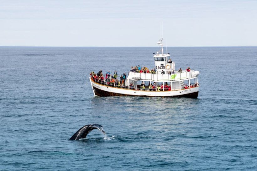 Husavik: Whale Watching on a Carbon Neutral Oak Boat - FAQ