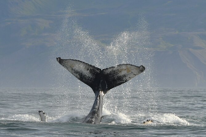 Húsavík Whale Watching Tour Review - Safety Gear and Additional Perks