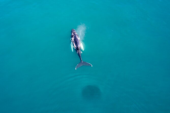 Húsavík Whale Watching Tour Review - Transportation and Parking