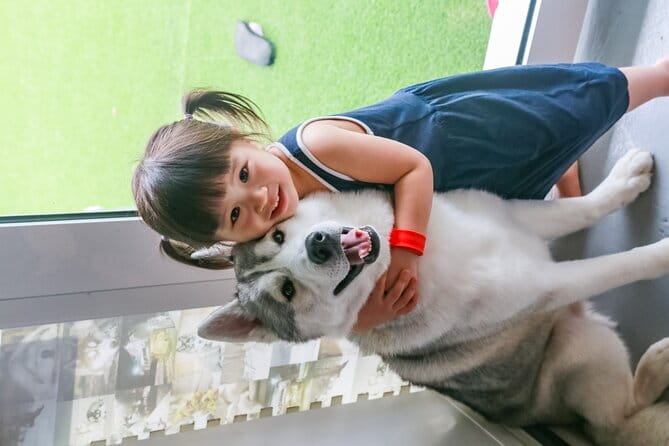 Huskitory Connecting People and Dogs - FAQ