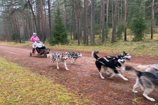 Husky Dog Sled/Bike Kart Ride in Latvia ~ 3h Group Tour From Riga - Key Points