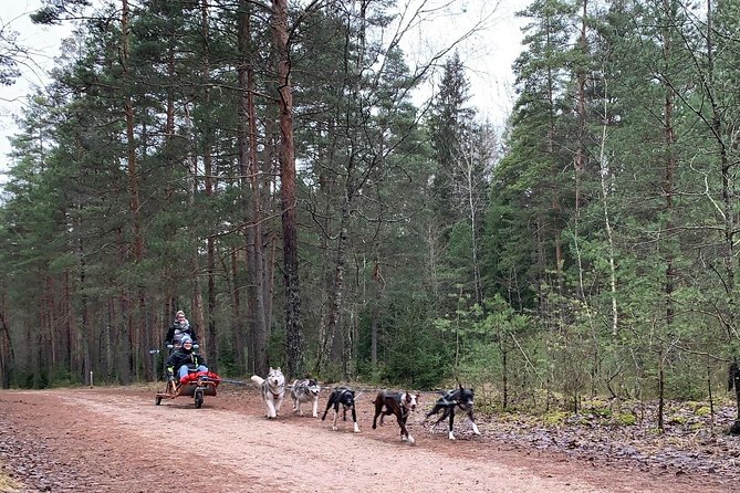 Husky Dog Sled/Bike Kart Ride in Latvia ~ 3h Group Tour From Riga - Meeting and Transportation
