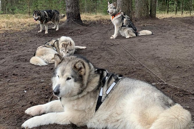 Husky Dog Sled/Bike Kart Ride in Latvia ~ 3h Group Tour From Riga - Holiday Surcharge