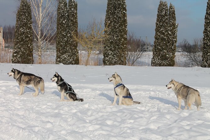 Husky Dog Sledding Tour From Riga - Traveler Experience