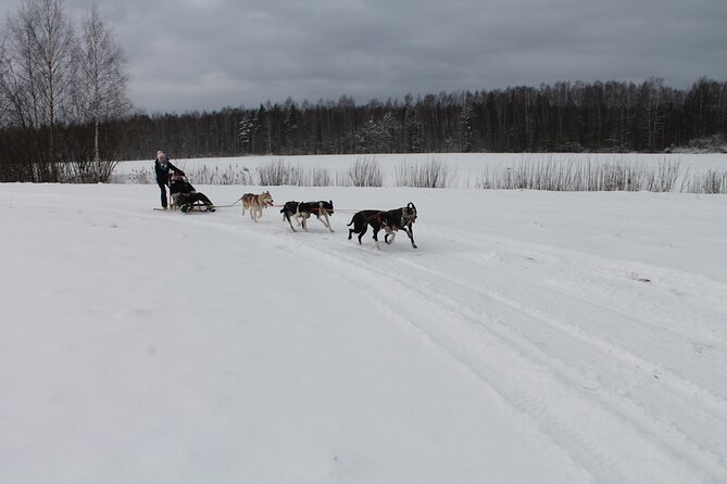 Husky Dog Sledding Tour From Riga - The Husky Experience