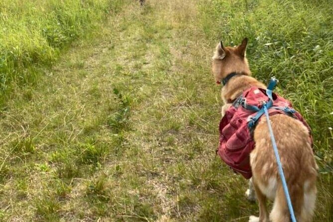 Husky Hike and Forest Adventure - Why This Tour Matters for Travelers