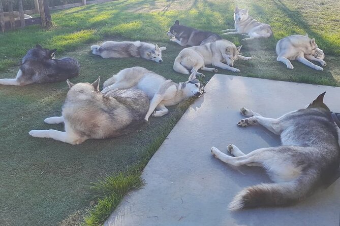Husky Petting in Akureyri (private) - Exploring the Husky Enclosures