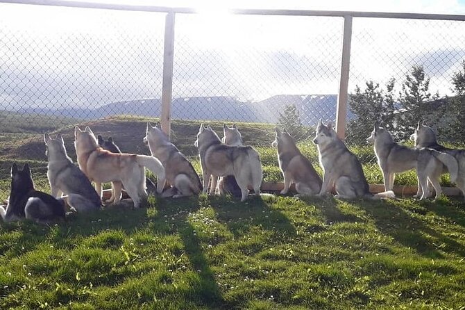 Husky Petting in Akureyri (private) - Interacting With the Friendly Huskies