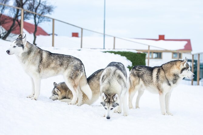 Husky Petting in Akureyri (private) - Learning About Dog Sledding and Husky Care