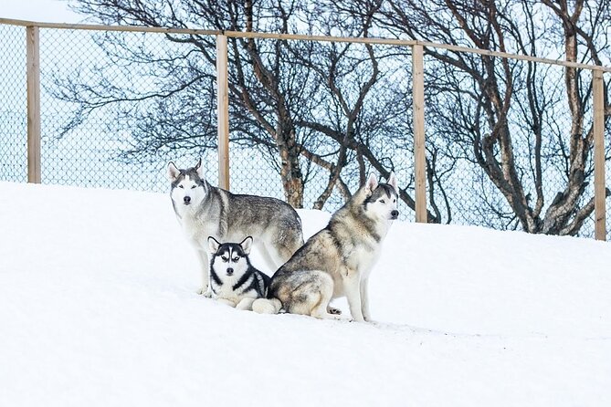 Husky Petting in Akureyri (private) - Refreshments and Souvenir Photos