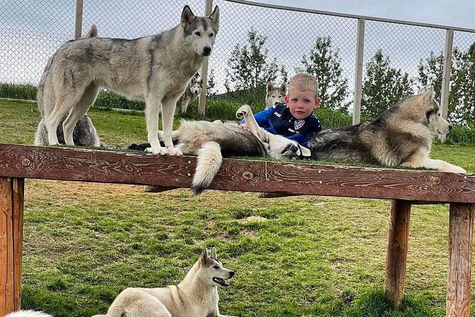 Husky Petting in Akureyri (private) - Positive Feedback From Previous Visitors