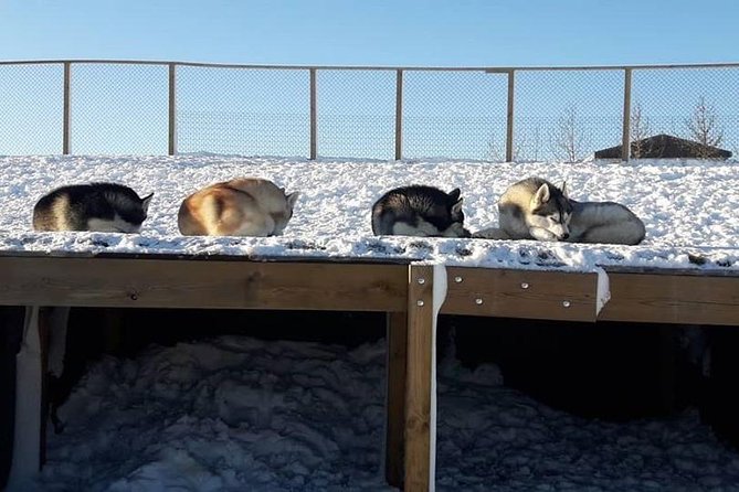 Husky Petting in Akureyri (private) - Highlights of the Memorable Husky Encounter