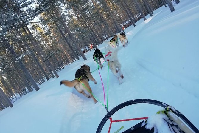 Husky Safari - Accessibility and Health Considerations