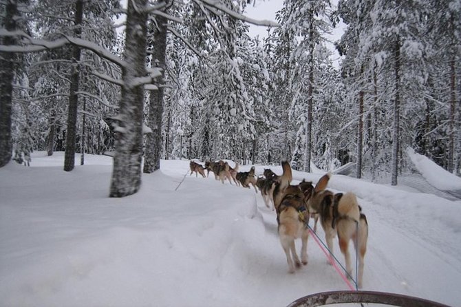 Husky Safari From Levi 2 KM or 5 KM With Husky Sledge Ride - Customer Reviews and Feedback