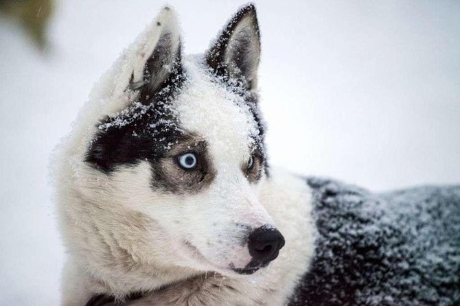 Husky Safari From Levi 2 KM or 5 KM With Husky Sledge Ride - Booking and Cancellation Policies