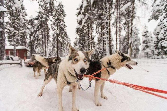 Husky Safari From Levi 2 KM or 5 KM With Husky Sledge Ride - Host Responses and Customer Engagement