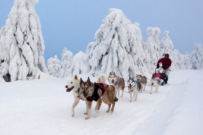 Husky Sledding Tour - Cancellation and Booking Policies