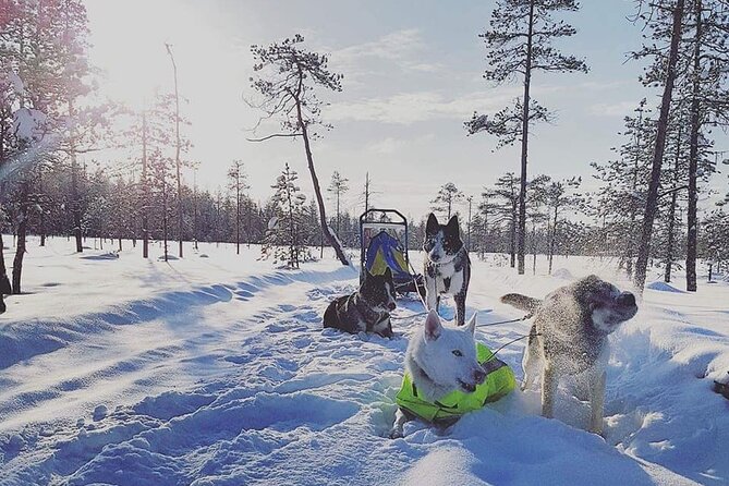 Husky Sledding Tour - Reasons to Embark on the Husky Sledding Adventure
