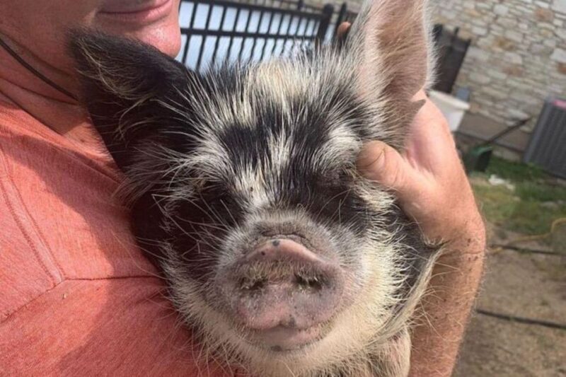 Hutto Texas: Kune kune Pig Farm Visit - Key Points