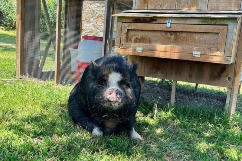 Hutto Texas: Kune kune Pig Farm Visit - Final Thoughts: Why You Should Consider This Farm Visit