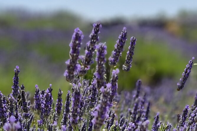 Hvar Island Self-Guided E-Bike Tour - Swimming at Milna Beach