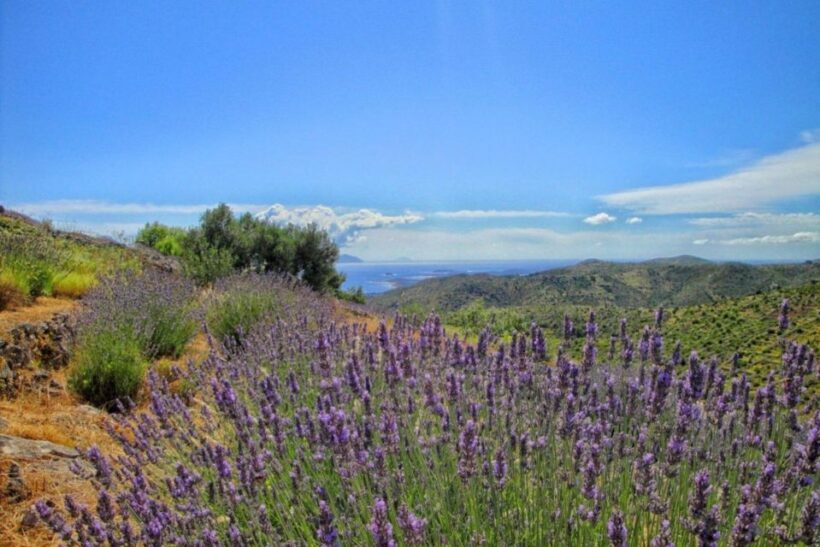 Hvar: Island tour with Wine and Olive Oil Tasting - Starting Point: From Hvar Town to the Heights