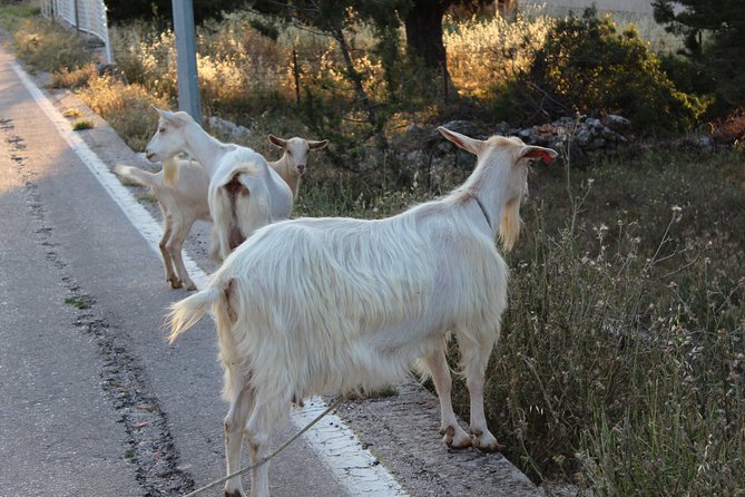 Hvar Lavender Small Group Tour - What’s Included and Practical Details
