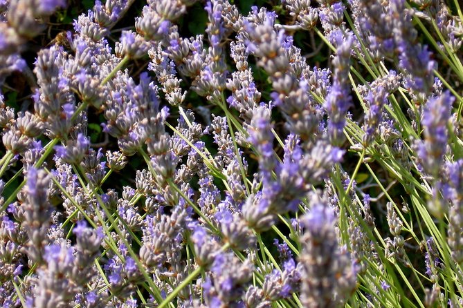 Hvar Lavender Small Group Tour - Who Will Love This Tour?