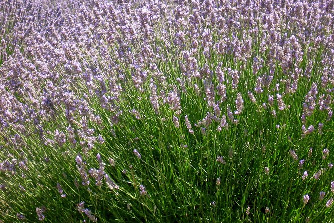 Hvar Lavender Small Group Tour - The Sum Up