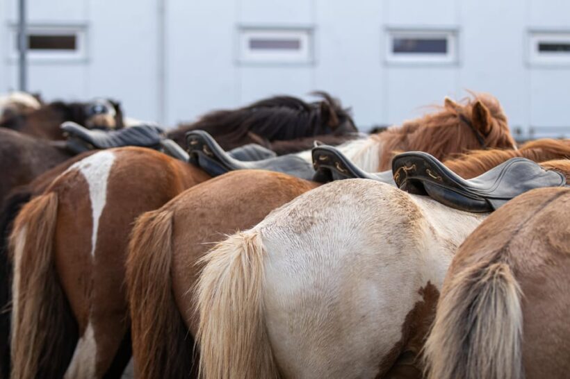 Hveragerdi: Countryside Charm Horse Riding Tour - Hveragerdi: Countryside Charm Horse Riding Tour — A Genuine Icelandic Adventure