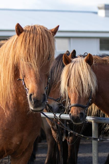 Hveragerdi: Countryside Charm Horse Riding Tour - Practical Tips and What to Bring