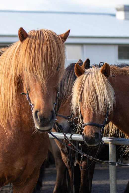 Hveragerdi: Countryside Charm Horse Riding Tour - Final Thoughts