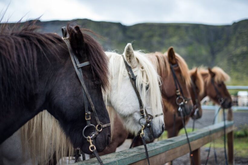 Hveragerdi: Reykjadalur (Hotspring Valley) Horse Riding Tour - The Sum Up