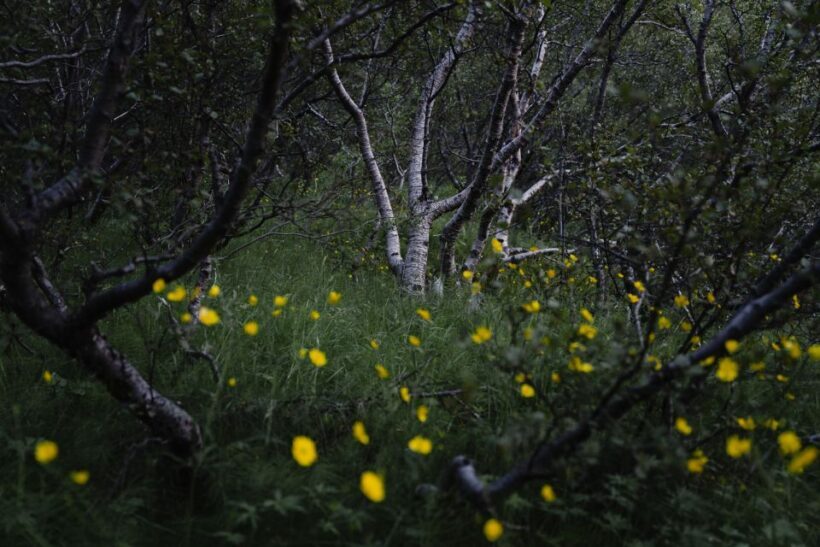 Hvolsvöllur: Private Thorsmork Guided Day Hike by Super Jeep - The Sum Up: Who Will Love This Tour?