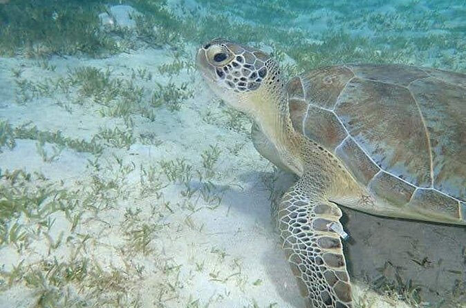 I Like Turtles Private Sailing and Snorkeling from Sapphire - The Sum Up