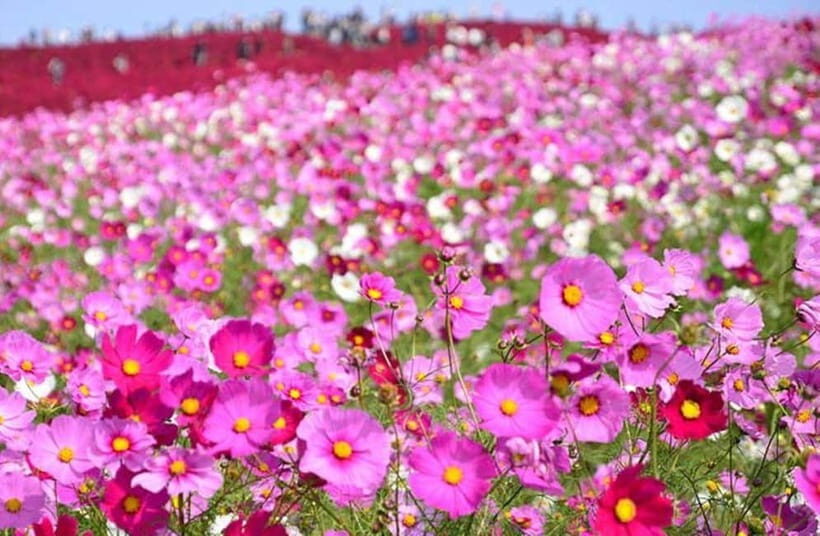 Ibaraki: Seafood Market, Kochia Hills, and Mentaiko Tour - What’s in the Price?