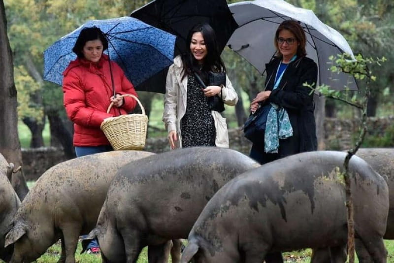 Iberian Ham Route and Cate in the Sierra de Aracena - Analyzing the Value of the Tour
