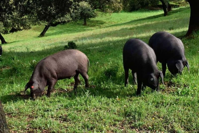 Iberian Ham Route and Cate in the Sierra de Aracena - Final Thoughts