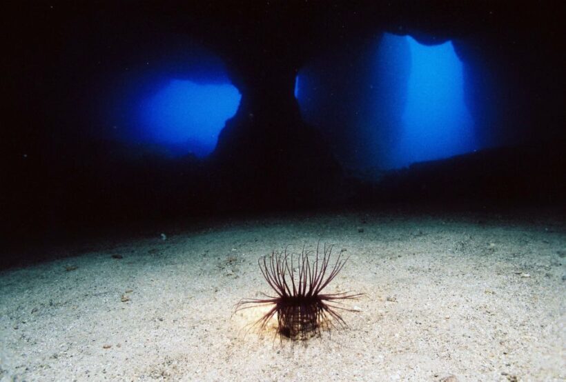 Ibiza: 3.5-Day PADI Open Water Dive Course - What’s Included and What’s Not