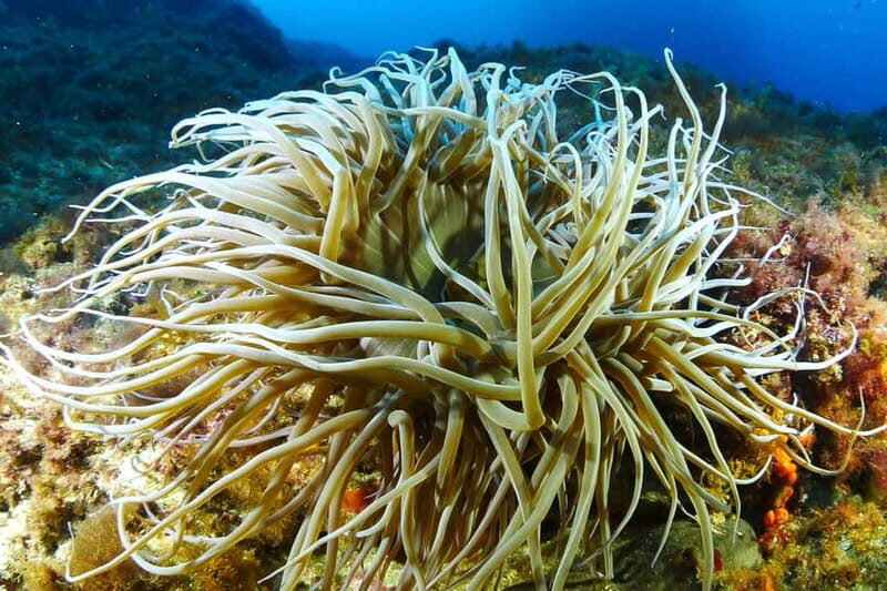 Ibiza Scuba Diving for Beginners and Snorkeling - The Physical and Medical Considerations