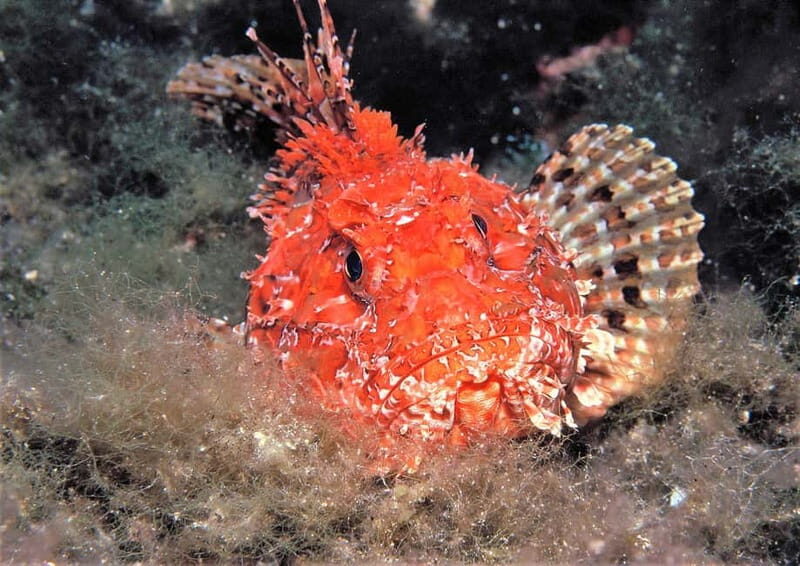 Ibiza Scuba Diving for Beginners and Snorkeling - Who Should Consider This Tour?