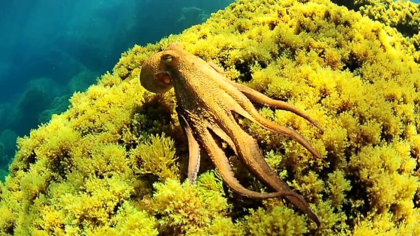Ibiza: Snorkeling and SUP Paddle, Beach and Cave Boat Tour - An In-Depth Look at the Ibiza Boat Tour Experience