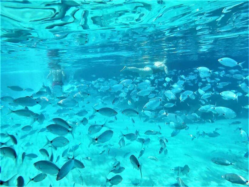 Ibiza: Snorkeling and SUP Paddle, Beach and Cave Boat Tour - The Sum Up